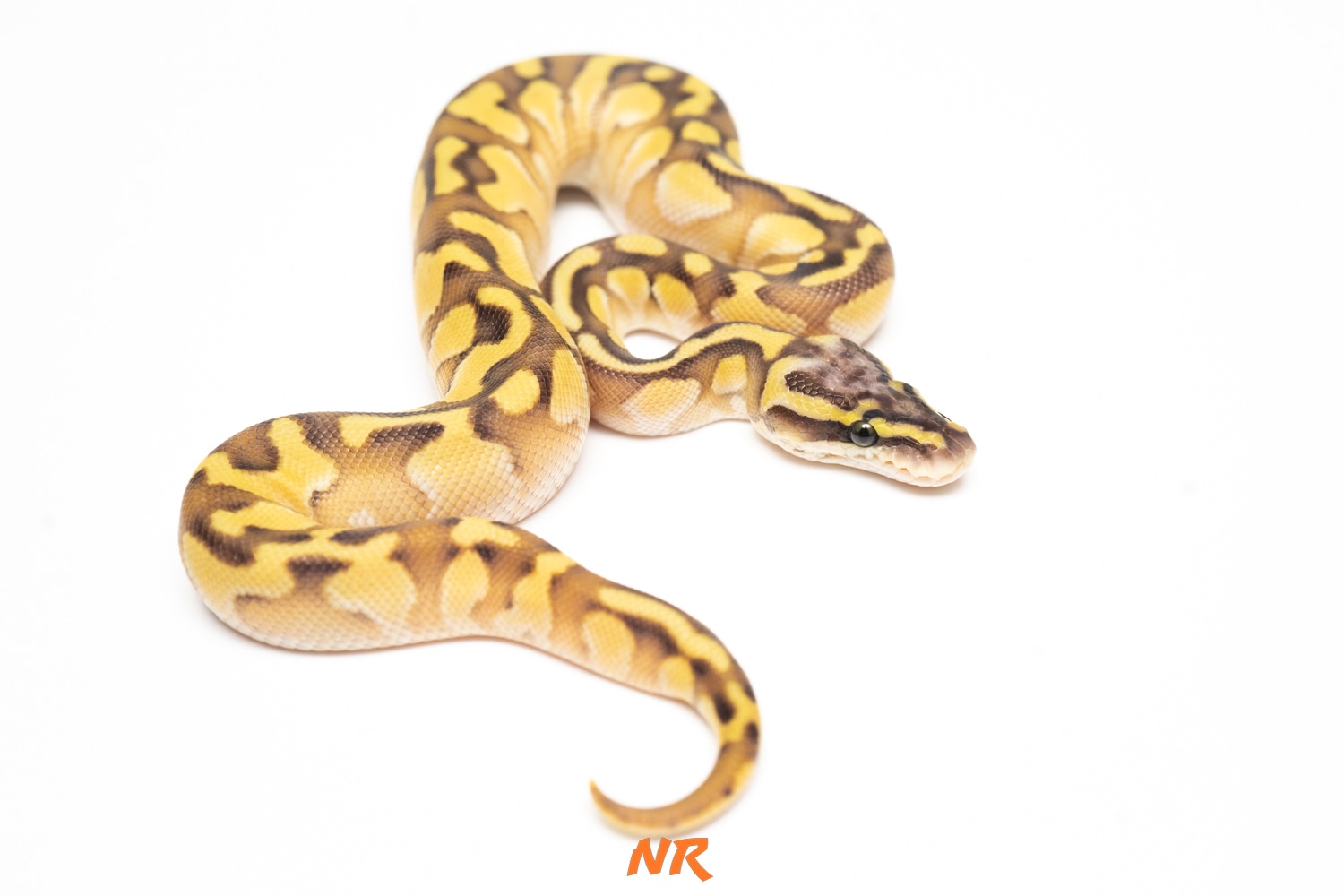 Pastel Lesser Enchi DH Sunset Desert Ghost Ball Python by Nixon ...