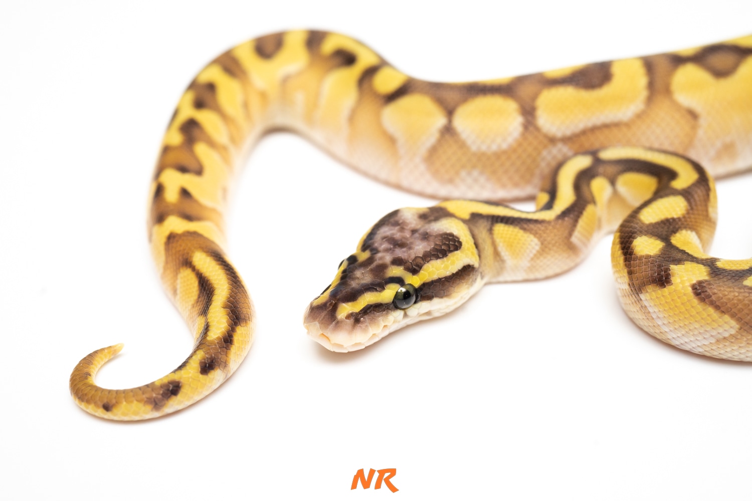 Pastel Lesser Enchi DH Sunset Desert Ghost Ball Python by Nixon ...