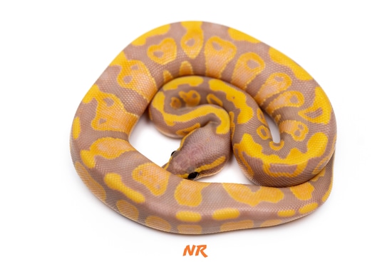 Banana Het Sunset Ball Python by Nixon Reptiles