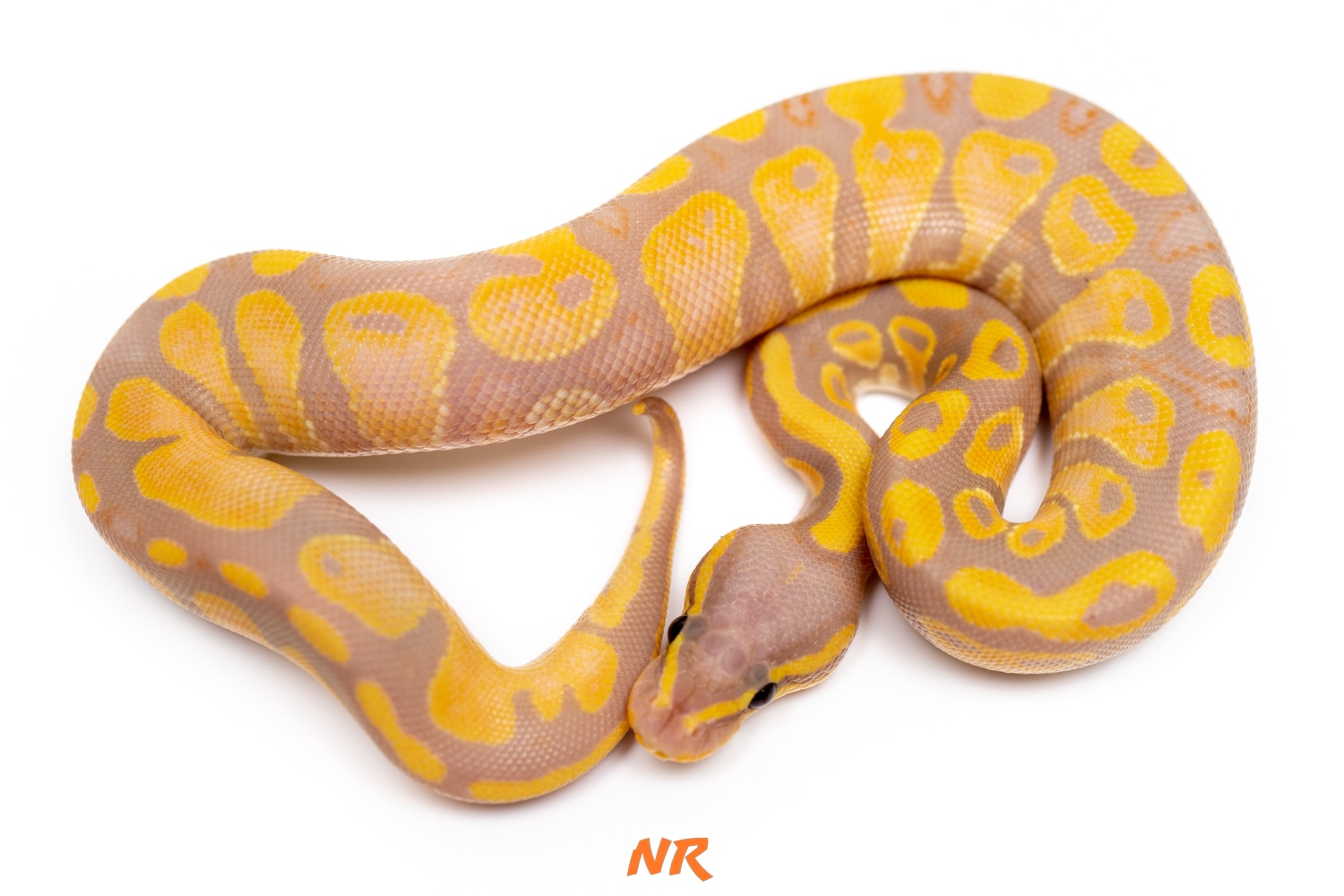 Banana (FM) Het Sunset Ball Python by Nixon Reptiles - MorphMarket