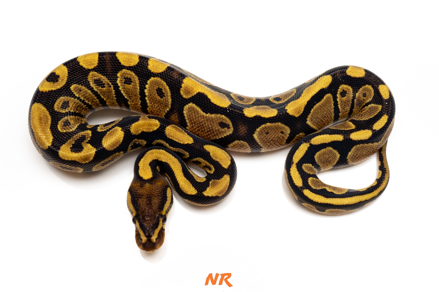 Spark Het Sunset Ball Python by Nixon Reptiles - MorphMarket