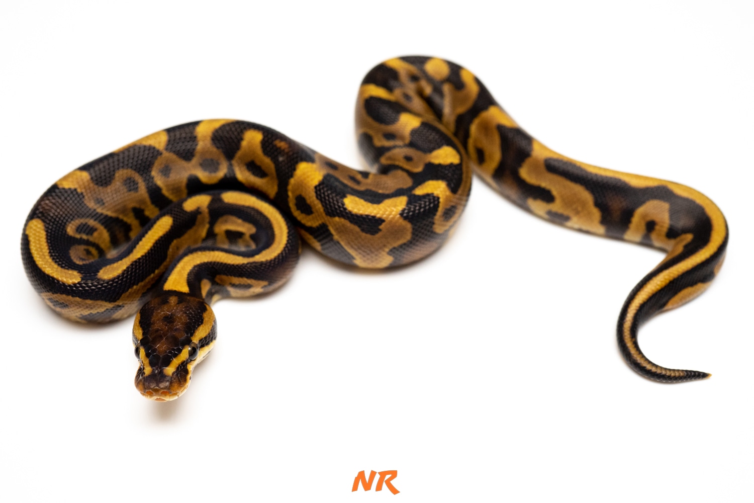 Leopard Spark Het Sunset Ball Python by Nixon Reptiles - MorphMarket