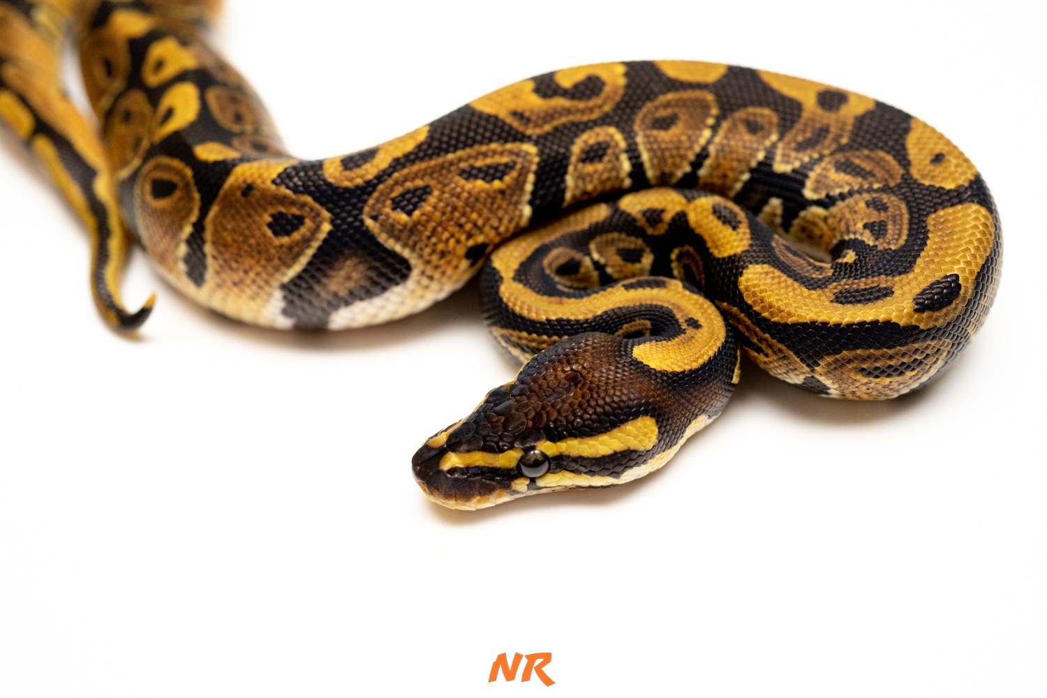 Het Sunset Ball Python by Nixon Reptiles - MorphMarket