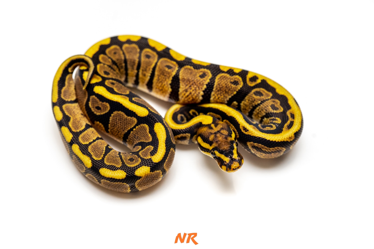 Spotnose DH Sunset Hypo Ball Python by Nixon Reptiles - MorphMarket