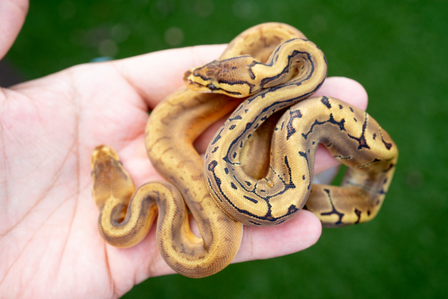 Sunset Pinstripe Ball Python by Nixon Reptiles - MorphMarket