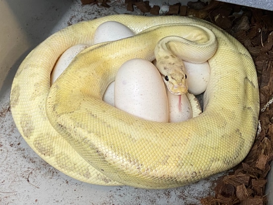 Super Spark Leopard Ball Python by Nixon Reptiles