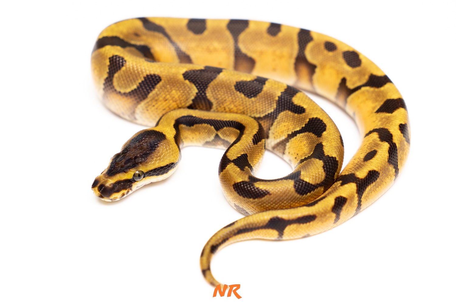 Super Enchi DH Hypo Desert Ghost Ball Python by Nixon Reptiles ...