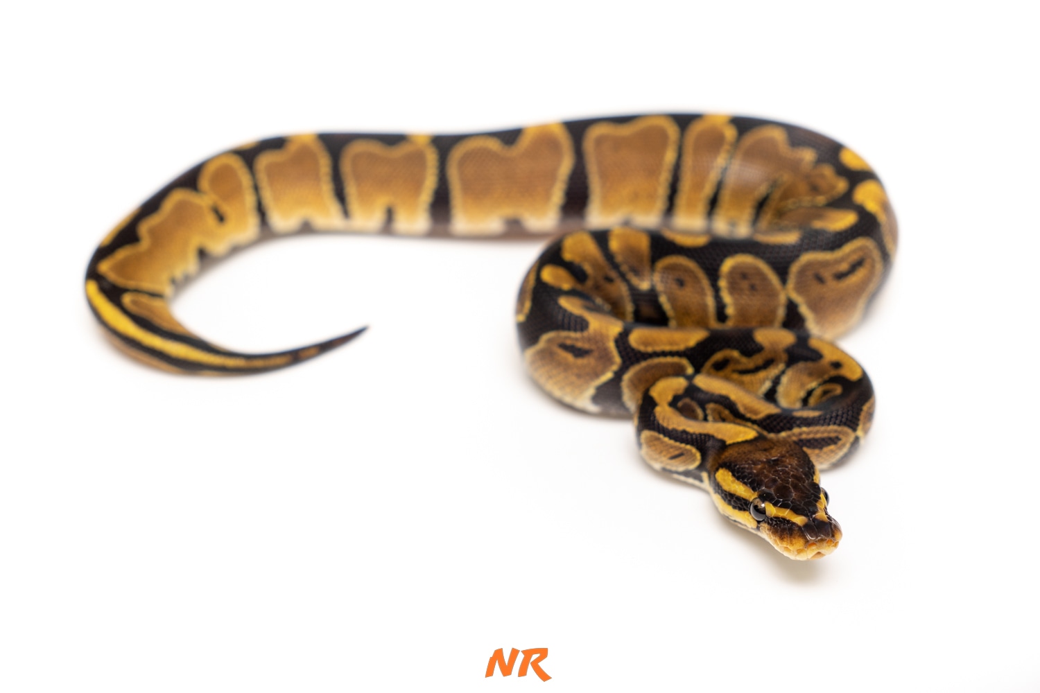 Het Sunset Ball Python by Nixon Reptiles - MorphMarket