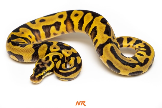 Pastel Enchi Leopard DH Desert Ghost Pied Ball Python by Nixon Reptiles