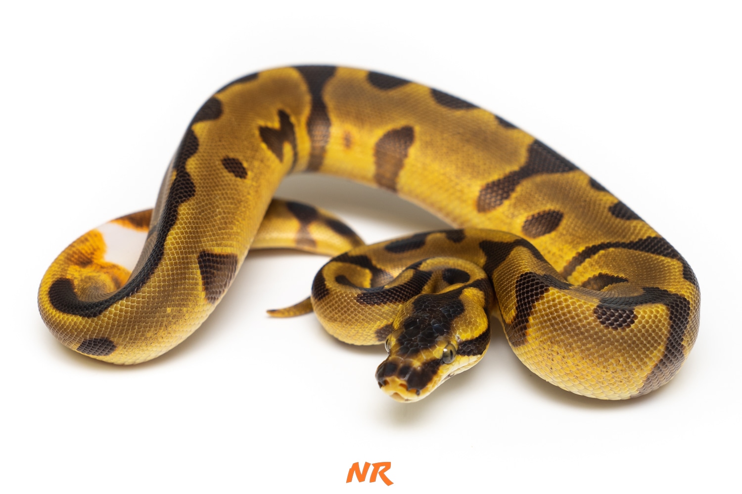 Enchi Leopard DH Desert Ghost Pied Ball Python by Nixon Reptiles ...