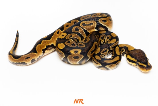 DH Sunset Clown Ball Python by Nixon Reptiles
