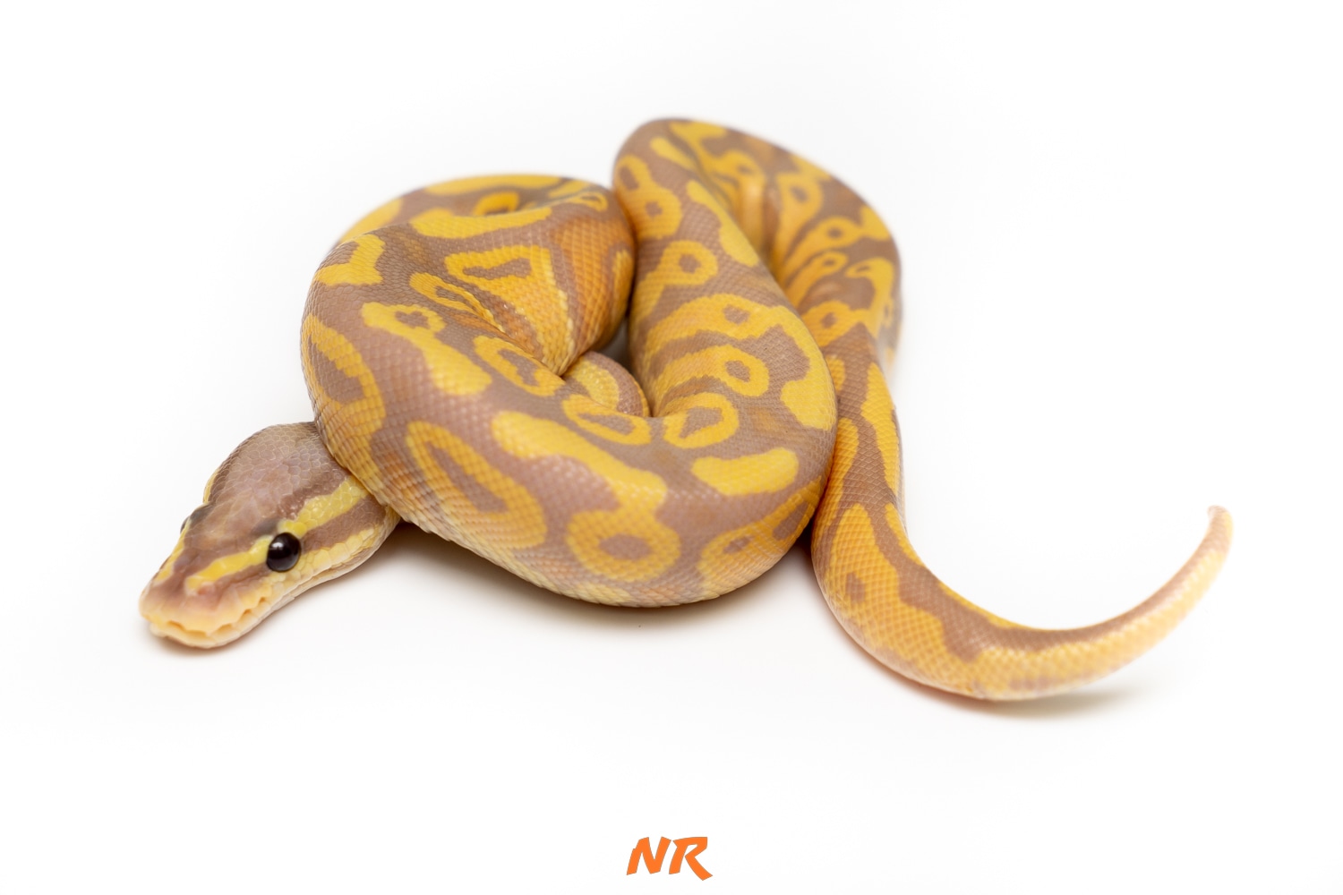 Pastel Banana DH Sunset Clown Ball Python by Nixon Reptiles - MorphMarket