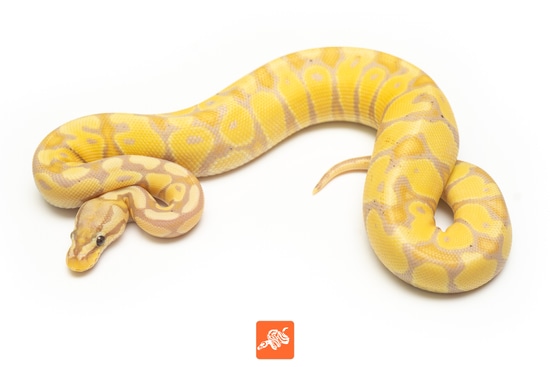 Banana DH Sunset Clown Ball Python by Nixon Reptiles
