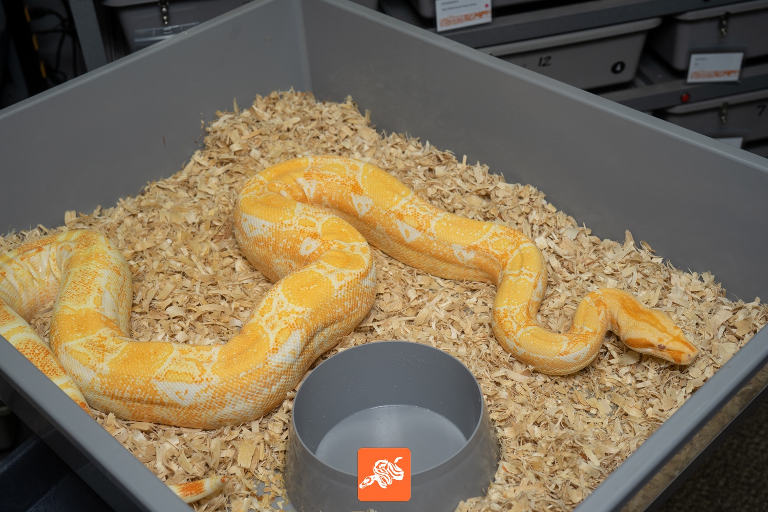Sharp Albino Ph Blood Boa Constrictor by Nixon Reptiles - MorphMarket
