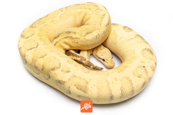 Super Spark Leopard Ball Python by Nixon Reptiles