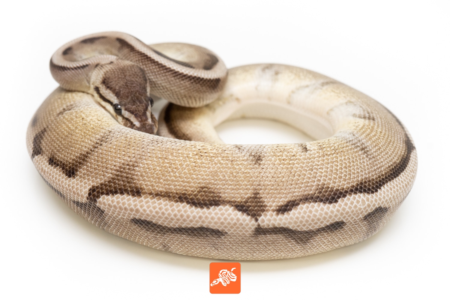 Axanthic (VPI) Genetic Stripe Ball Python by Nixon Reptiles - MorphMarket