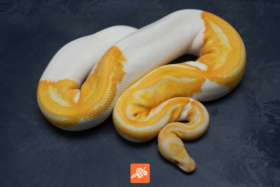Yellowbelly Dreamsicle Ball Python by Nixon Reptiles