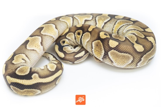 Lesser DH Sunset Desert Ghost Ball Python by Nixon Reptiles
