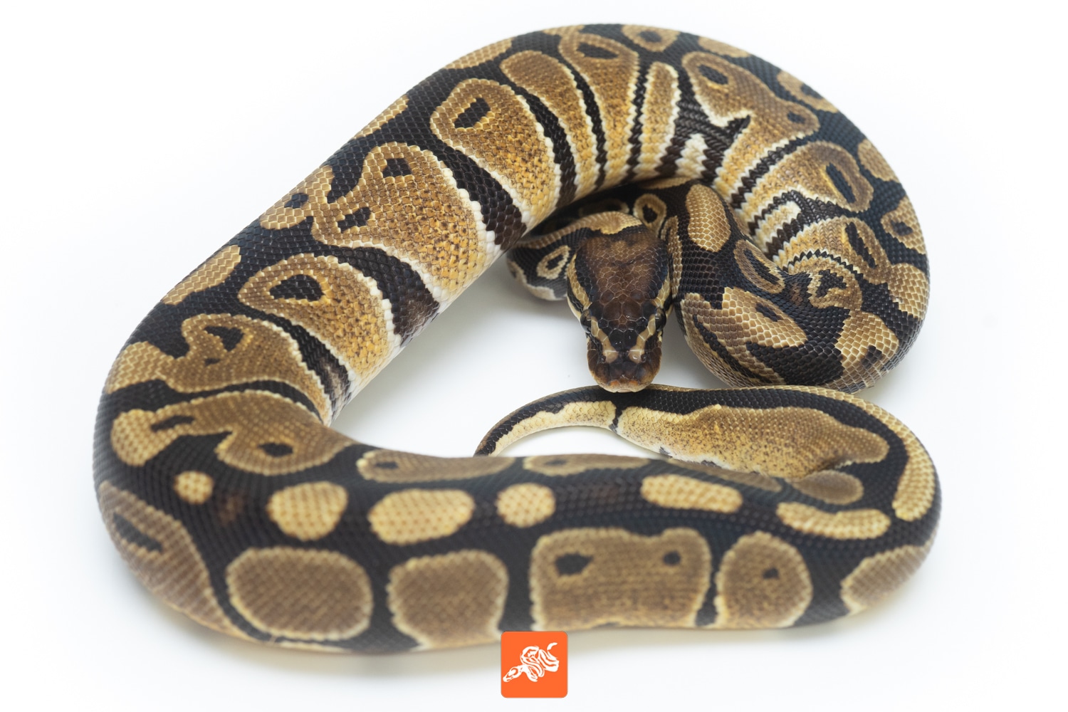 Het Sunset Ball Python by Nixon Reptiles - MorphMarket