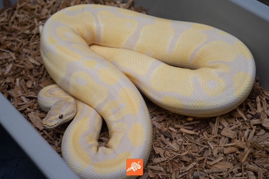 Lavender Het Piebald Ball Python by Nixon Reptiles
