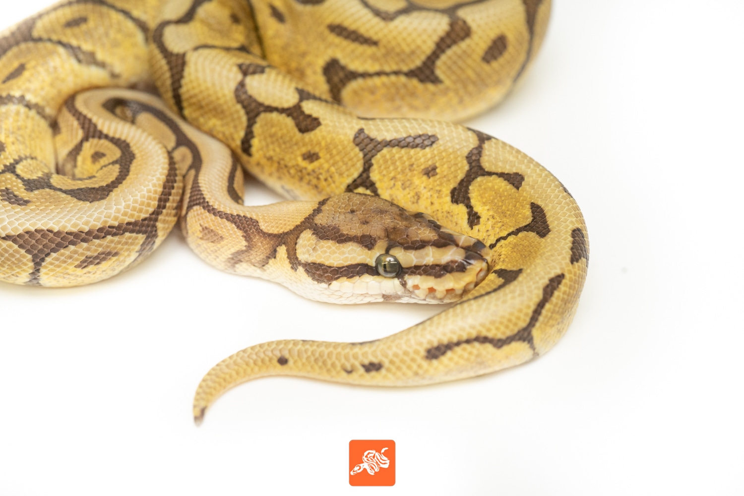 Mojave Spider DH Desert Ghost Het Monsoon Ball Python by Nixon Reptiles ...