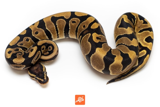 DH Sunset Clown Ball Python by Nixon Reptiles