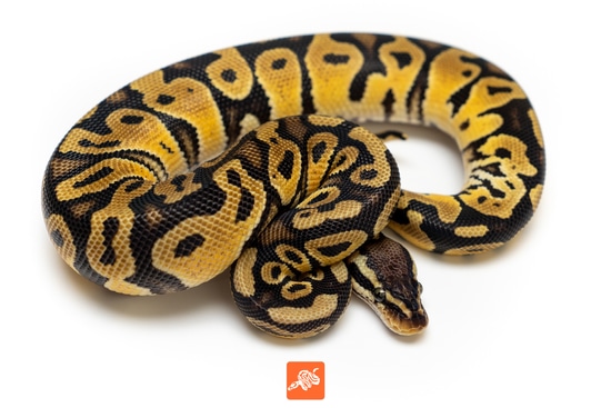 Pastel DH Sunset Clown Ph Pied Ball Python by Nixon Reptiles