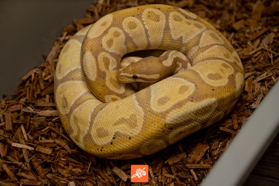 Banana Het Sunset Ball Python by Nixon Reptiles