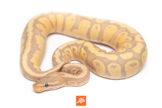 Banana Fire DH Clown Pied Ball Python by Nixon Reptiles