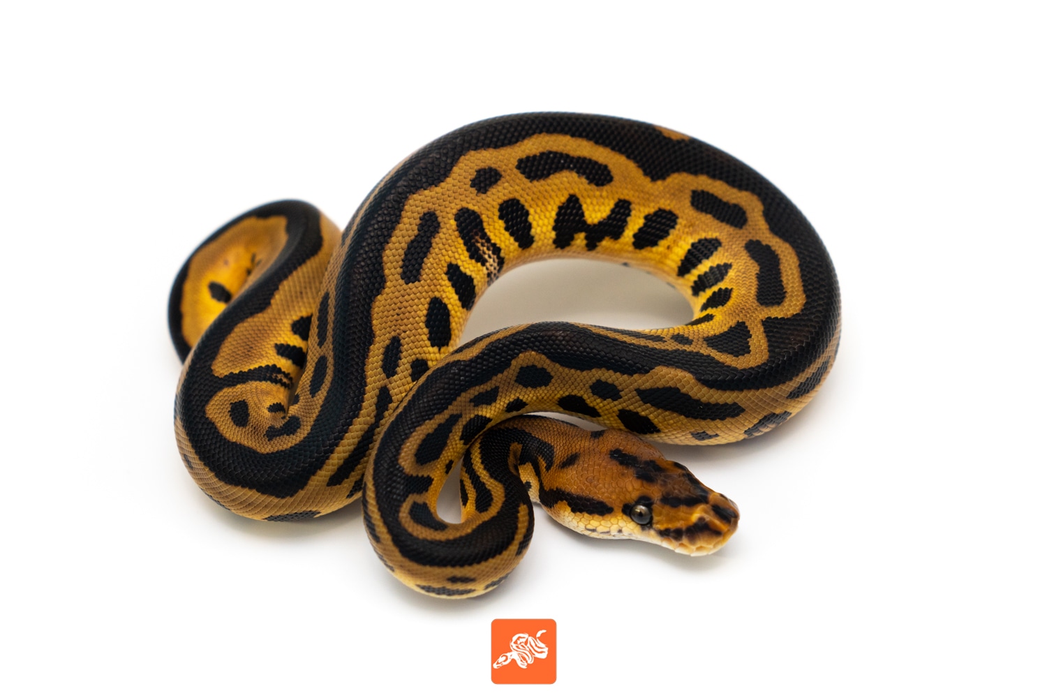 Leopard Clown 50% Het Piebald Ball Python by Nixon Reptiles - MorphMarket