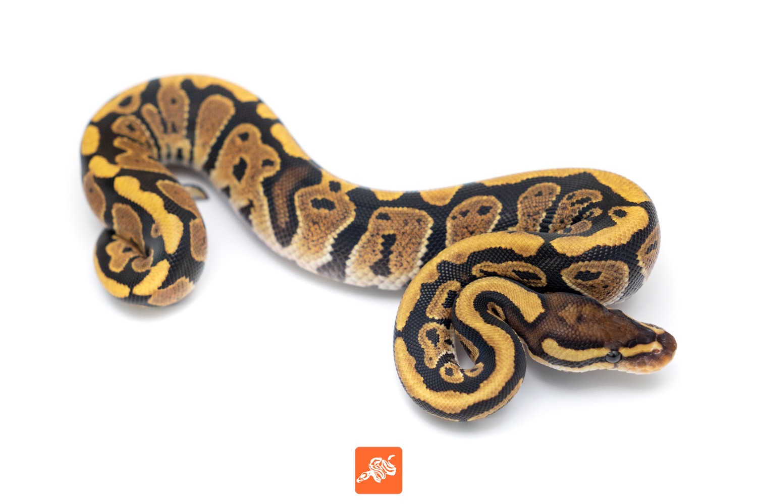 Fire Het Clown (Pied) Ball Python by Nixon Reptiles - MorphMarket