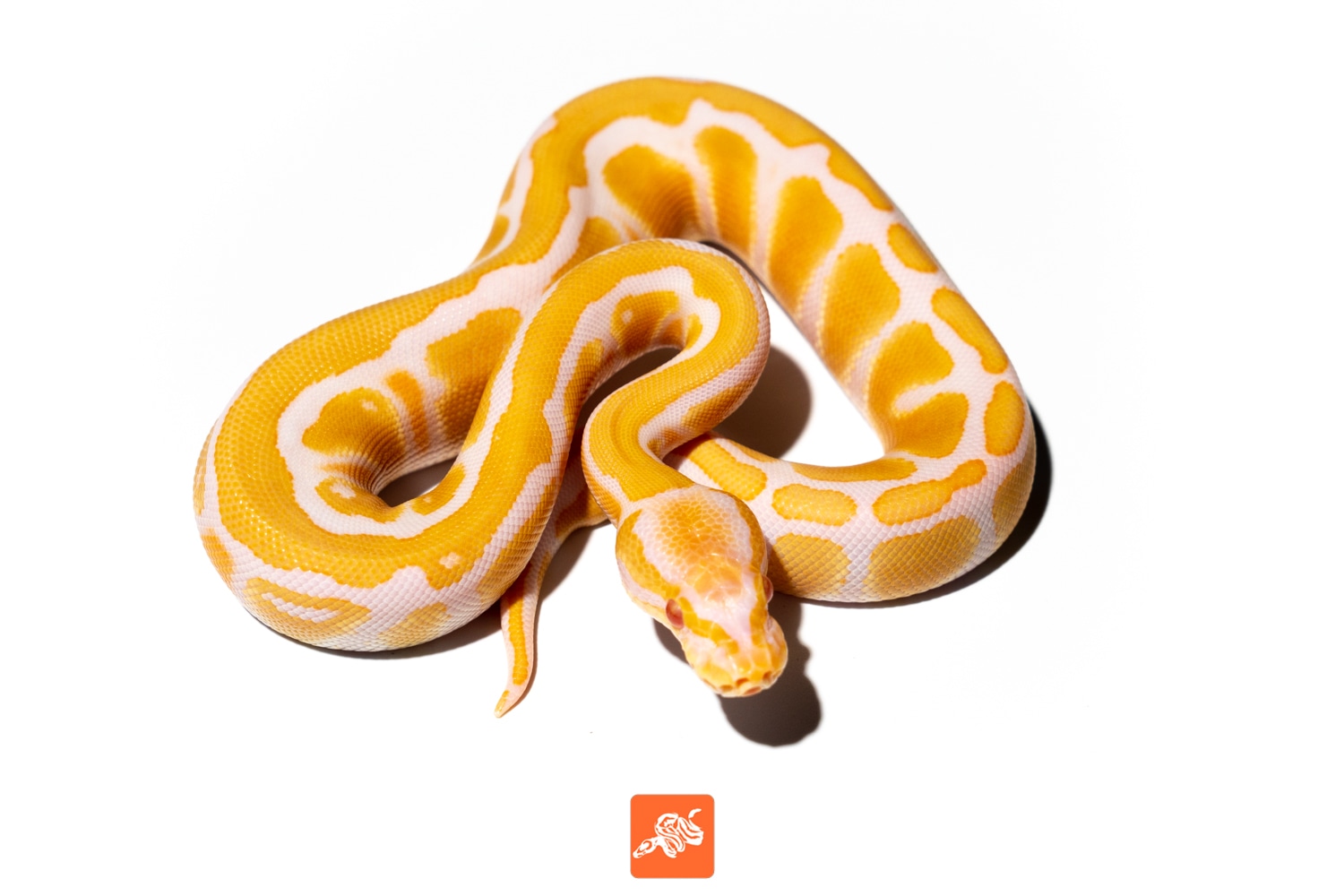 Ball Python Clutch: 2023CL08 by Nixon Reptiles - MorphMarket