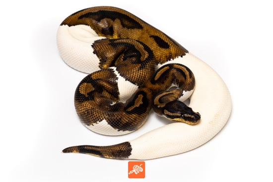 Super Leopard Pied Het DG Ball Python by Nixon Reptiles