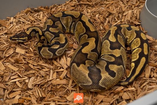 Enchi DH Sunset Desert Ghost Ball Python by Nixon Reptiles