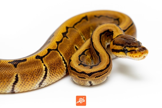 OD Pinstripe TH Sunset Ultramel Cryptic Ball Python by Nixon Reptiles