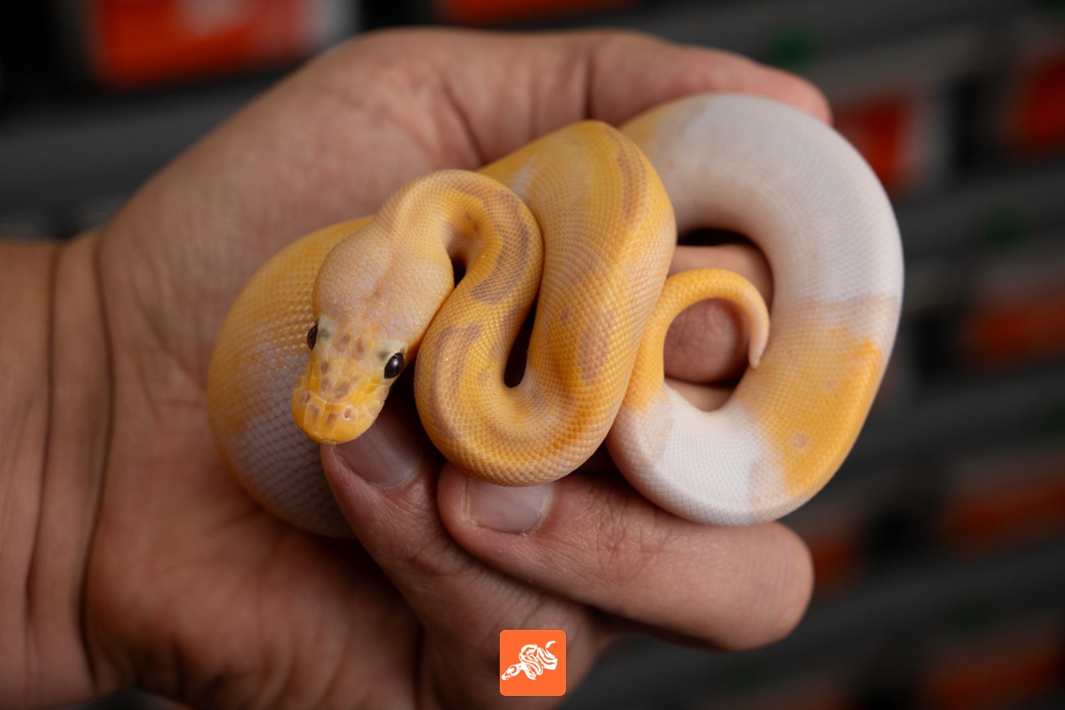 Ball Python Clutch: 2023CL16 by Nixon Reptiles - MorphMarket