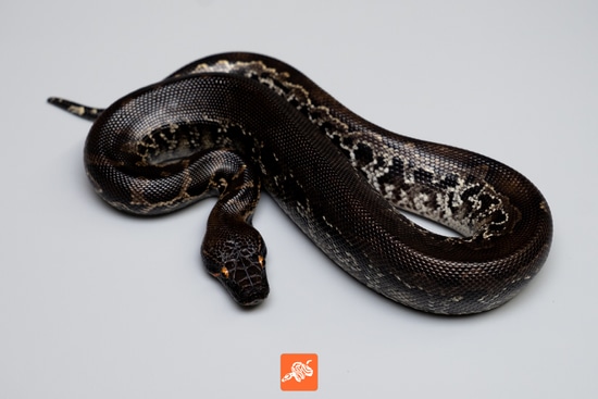 Black SSTP Sumatran Short-Tailed Python by Nixon Reptiles