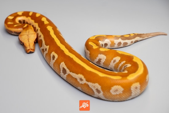 T+ Stripe Cherry Bomb Blood Python by Nixon Reptiles