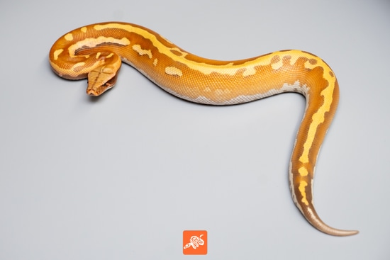 T+ Stripe Cherry Bomb Blood Python by Nixon Reptiles