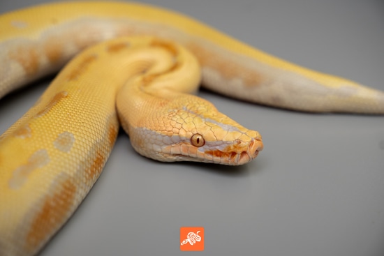Golden Eye T - Blood Python by Nixon Reptiles