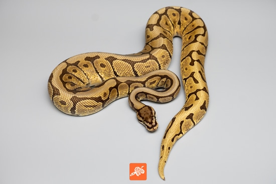 Mojave Spider DH Monsoon Desert Ghost Ball Python by Nixon Reptiles