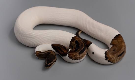 Super Leopard Pied Ball Python by Nixon Reptiles
