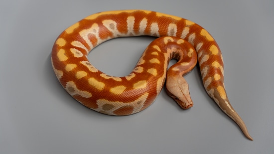 T + Stripe Cherry Bomb Blood Python by Nixon Reptiles