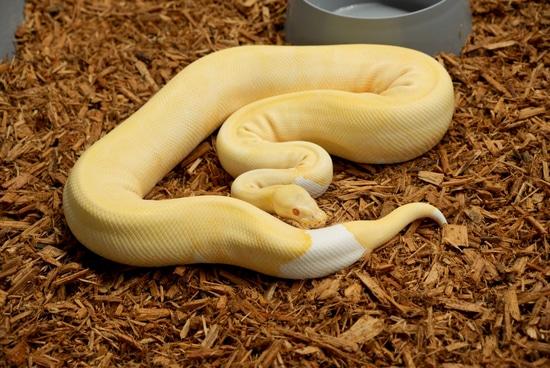 Enchi Candino Pied Ball Python by Nixon Reptiles