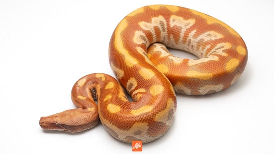 T + Stripe Cherry Bomb Blood Python by Nixon Reptiles
