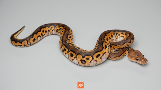 Black Pastel Red Stripe Clown Ball Python by Nixon Reptiles