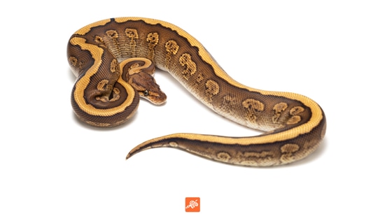 Super Red Stripe Ball Python by Nixon Reptiles