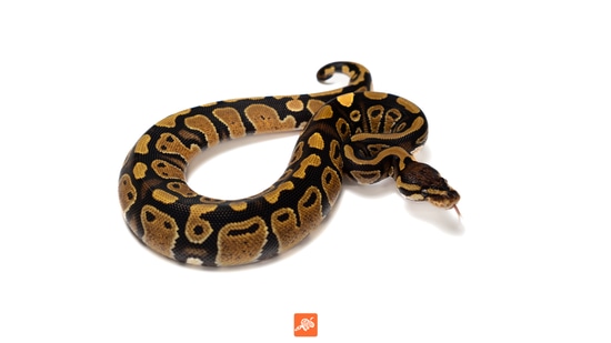 TH Paint Pied Candy/Albino Ball Python by Nixon Reptiles