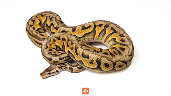 Proven Breeder Super Pastel Puzzle Ball Python by Nixon Reptiles