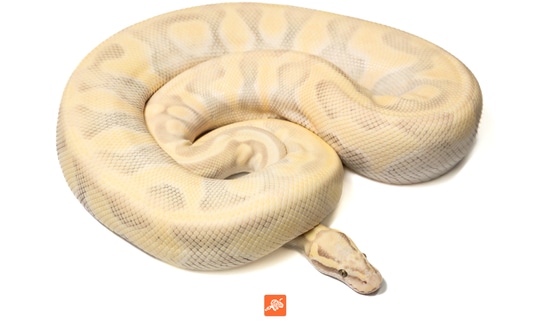 2500g Pastel Lesser Enchi Desert Ghost Ball Python by Nixon Reptiles